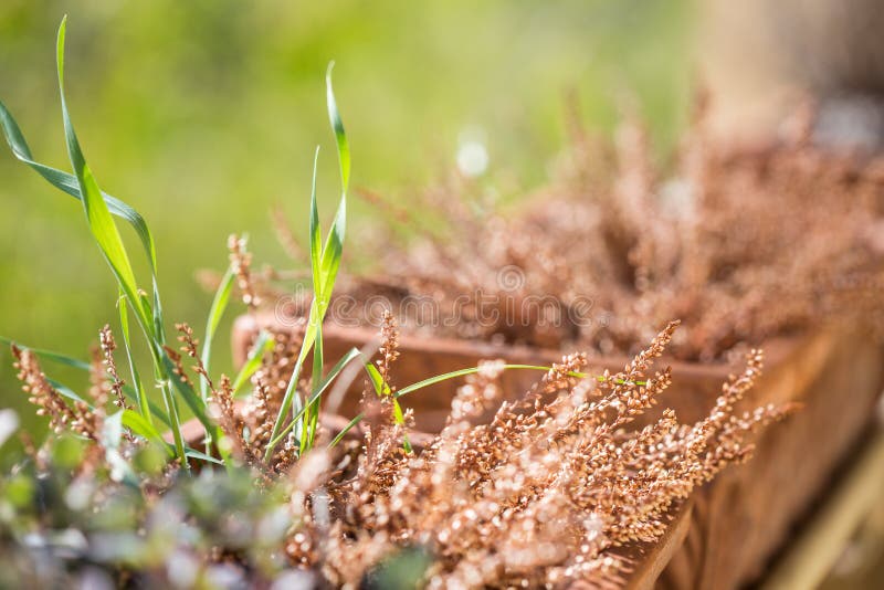 Dry Heather in Flowerpot Outside Lit with Gold Sun Rays Stock Photo ...