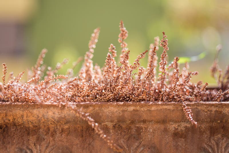 Dry Heather in Flowerpot Outside Lit with Gold Sun Rays Stock Photo ...