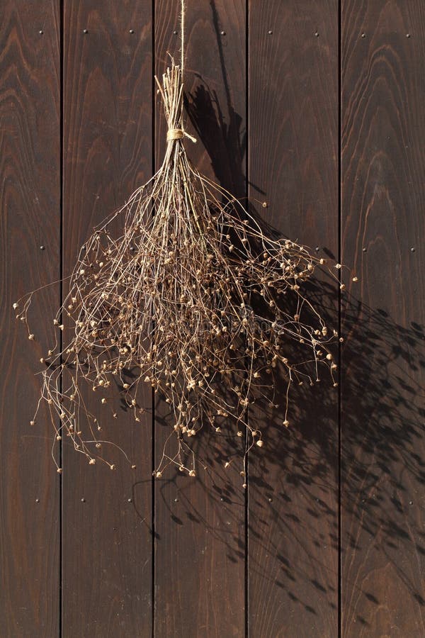 Dry herb plant bunch stock photo. Image of hanging, detail - 33271256