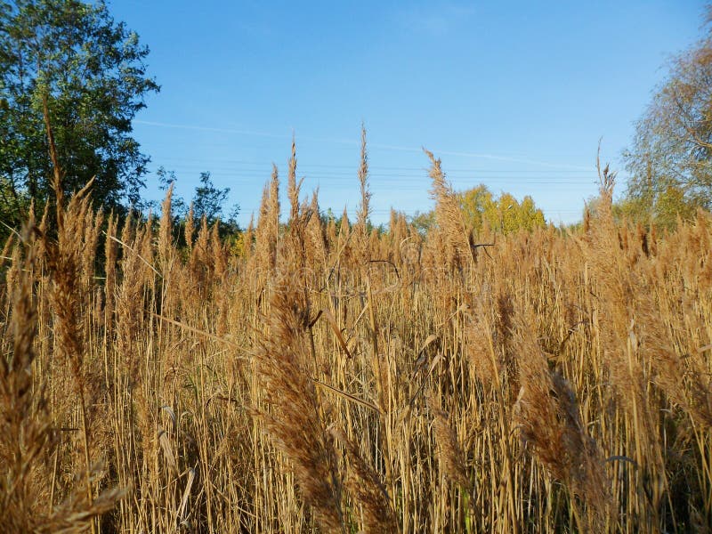Dry high grass, autumn stock photo. Image of shrubland - 83883136
