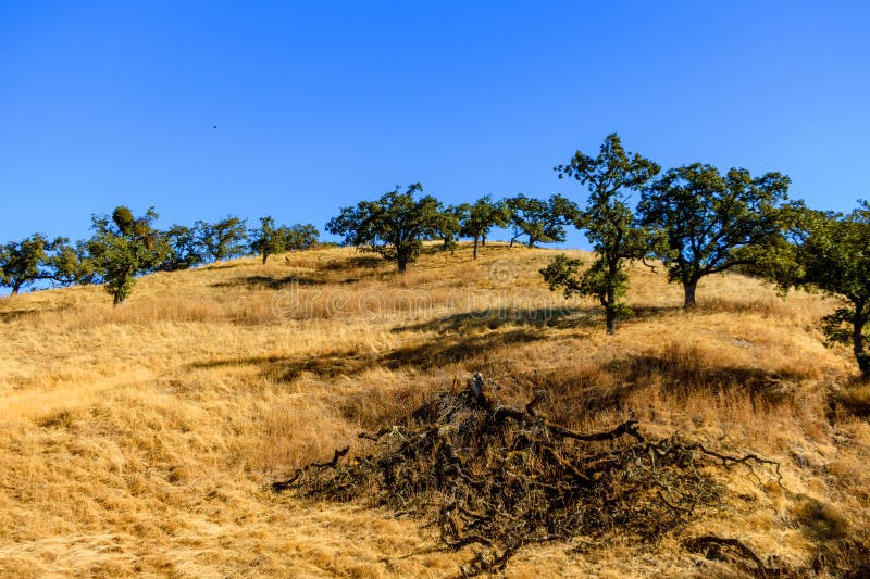 A Dry Hillside with Scattered Trees Under a Clear Blue Sky Stock Photo ...