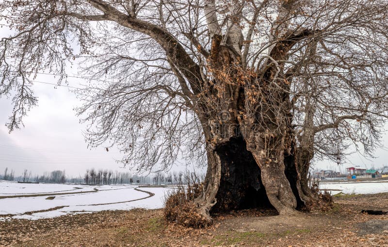 Dry Hollow Chinar Maple Tree on the Edge of the Field Stock Photo ...