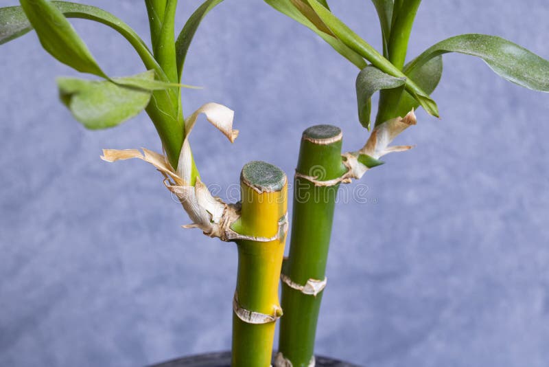 Dry Home Bamboo Leaves on Gray Background Stock Image - Image of growth ...