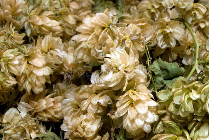 Dry hop stock image. Image of fermenting, harvest, close - 11111727