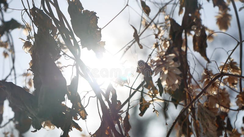 Dry Hops Sun Glare Nature Winter Forest the Landscape Stock Image ...