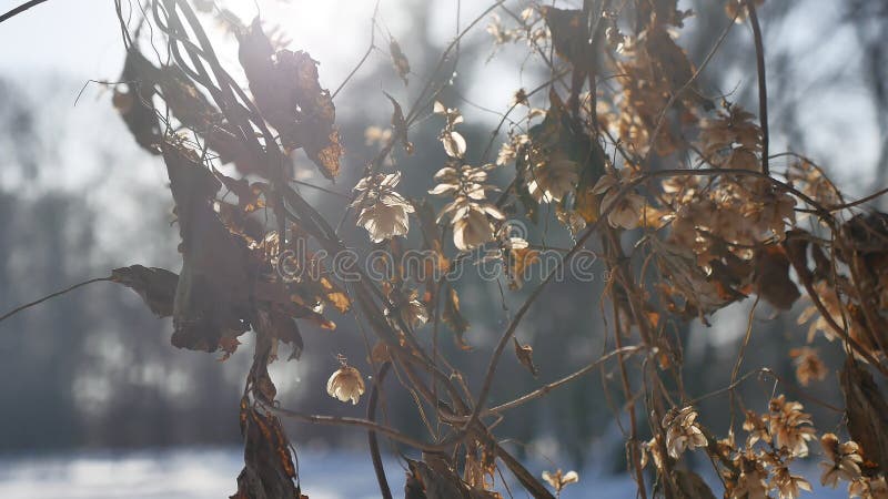 Dry Hops Sun Glare Winter Nature Forest the Landscape Stock Photo ...
