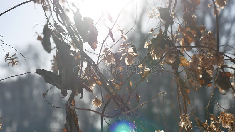 Dry Hops Sun Glare Winter Nature Forest the Landscape Stock Photo ...