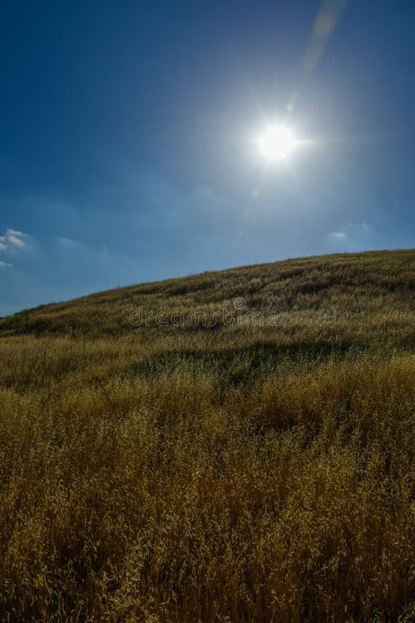 Dry, Hot Days Increase Water Drought and Dry Vegetation. Stock Photo ...