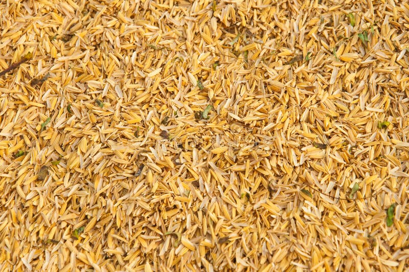 Dry husk stock image. Image of fertilizer, farmland, east - 25011009