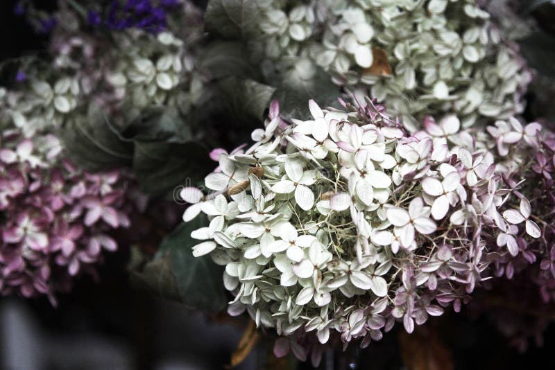 Dry Hydrangea in Fall Colors Stock Image - Image of flora, petal: 173286921