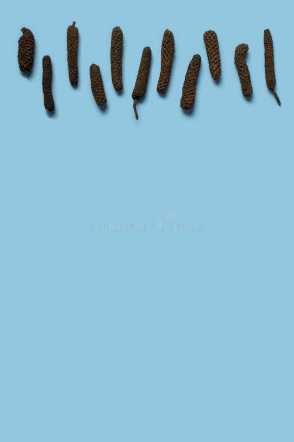 Dry Indian Long Pepper . Piper Longum ,Piper Retrofractum, Pippali ...