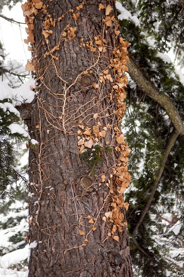 Dry Ivy Wrapped Around the Tree Stock Photo - Image of surface ...