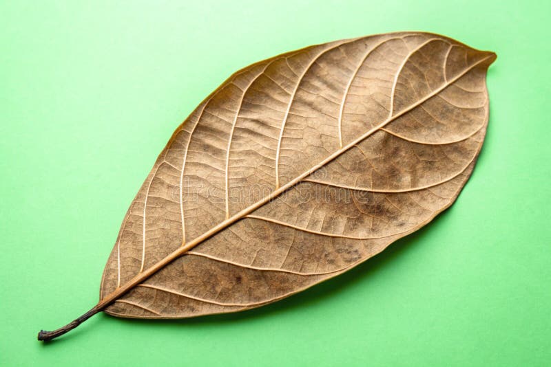 Dry Jackfruit Leaf Stock Illustrations – 17 Dry Jackfruit Leaf Stock ...