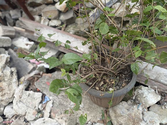 Dry jasmine tree in a pot stock photo. Image of grass - 377733696