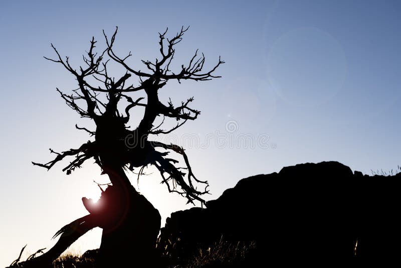 Dry Juniper Tree and Habitat on Cliffs and Mountain Tops Stock Photo ...