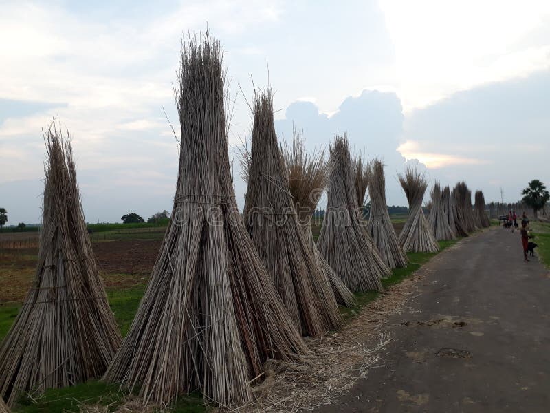 Jute Stick, Jute Fibre, Jute Drying, Jute Bundle Stock Image - Image of ...