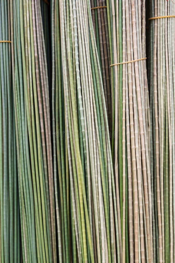 Dry Krajood Tree, Ready for Weaving Stock Photo - Image of texture ...