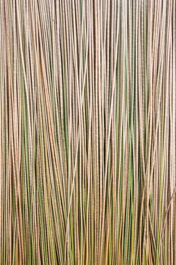 Dry Krajood Tree, Ready for Weaving Stock Photo - Image of natural ...