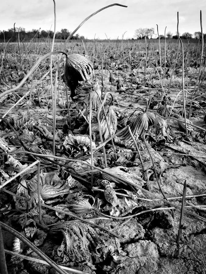 Dry Lake Bed Lily Pads stock photo. Image of kill, rain - 29451508