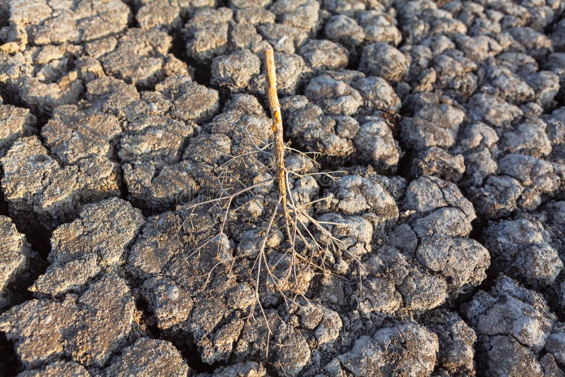 Dry land surface stock photo. Image of ground, dryness - 253307394