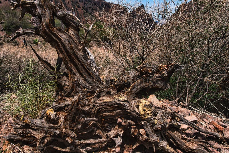 Dry Landscape with Tree Roots Uprooted Stock Image - Image of harsh ...