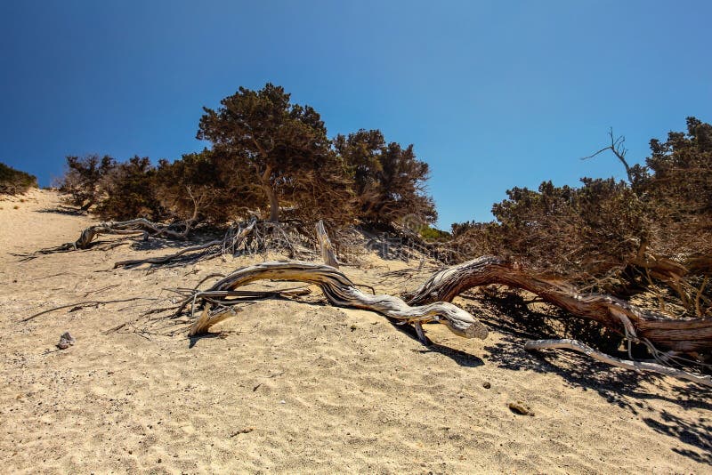 Juniperus Macrocarpa, the Large-fruited Juniper, a Plant Crowing in the ...