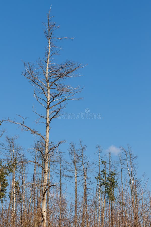 Dry Large Trees Infested with Pests. in the Background is a Blue Sunny ...