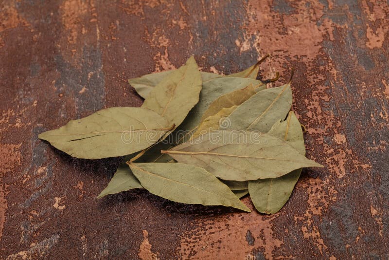 Dry laurel leaves stock photo. Image of close, ingredient - 142440060