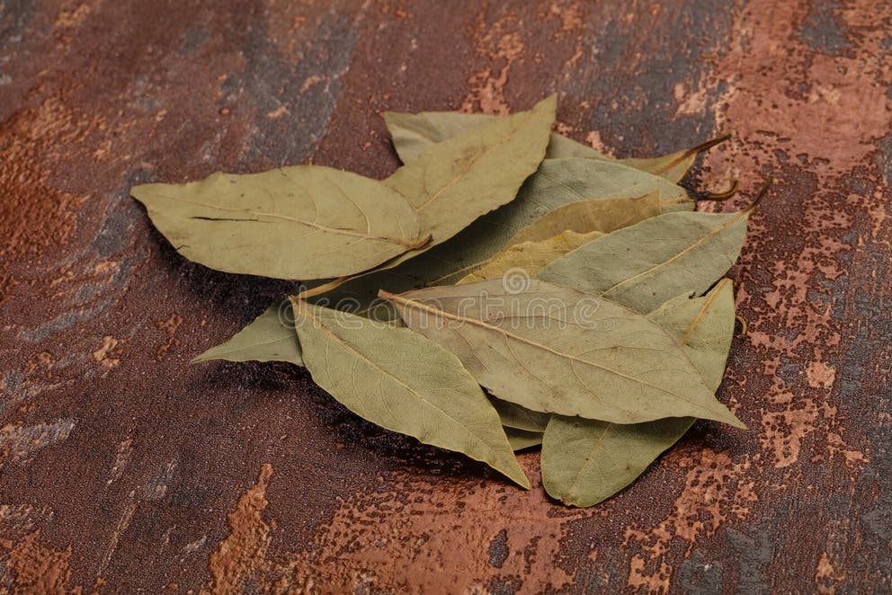 Dry laurel leaves stock photo. Image of close, group - 150554772