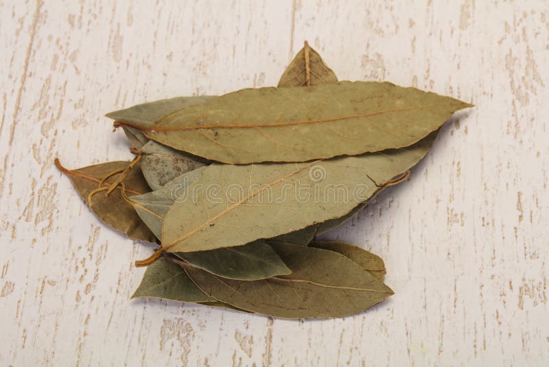 Dry laurel leaves stock photo. Image of wood, laurus - 185931276