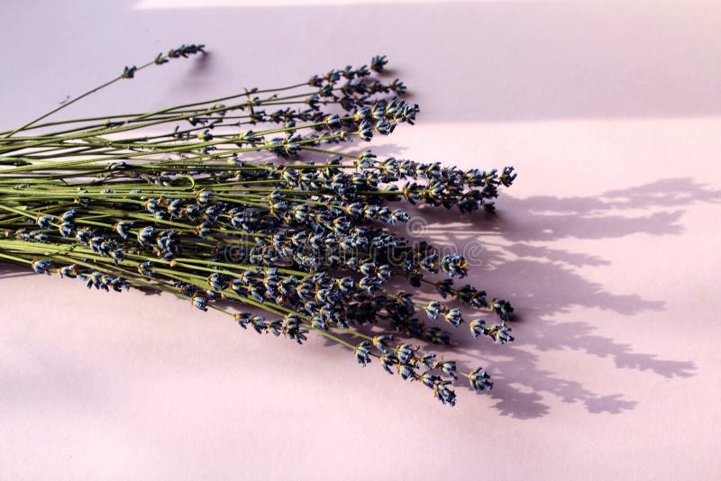 Dry Lavender Branches Prepared for the Bouquet Lie on a Purple ...