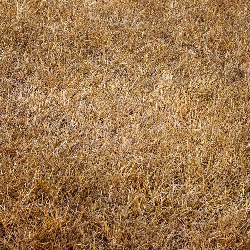 Grass in Drought stock photo. Image of season, field, grass - 1475712