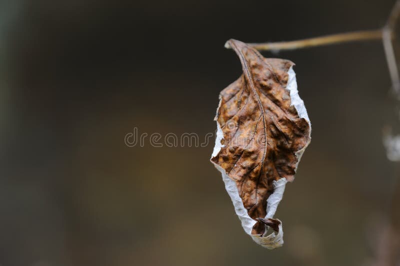 Dry leaf stock image. Image of autumn, brown, leaf, nature - 11219471