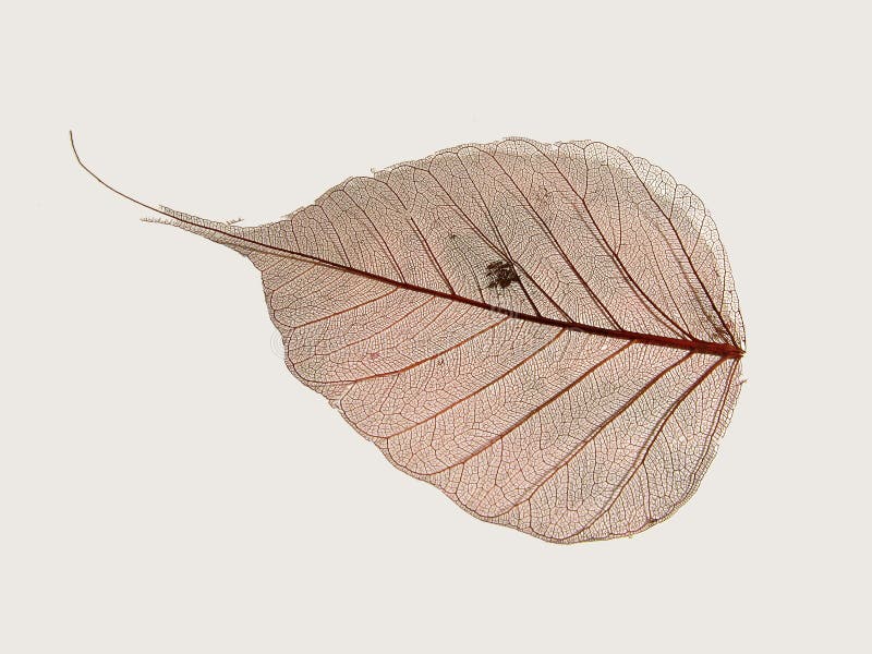 Light Leaf Skeleton Isolated on White Stock Photo - Image of death ...