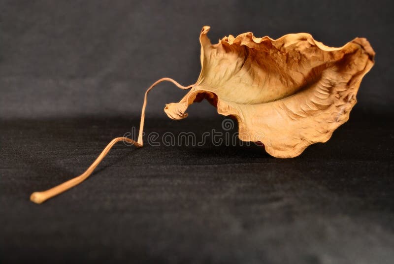Dry leaf stock image. Image of copy, stillife, cramped - 21880261