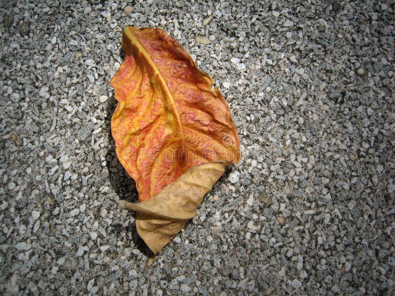Dry Leaf stock photo. Image of yellow, dead, fallen, ground - 743532
