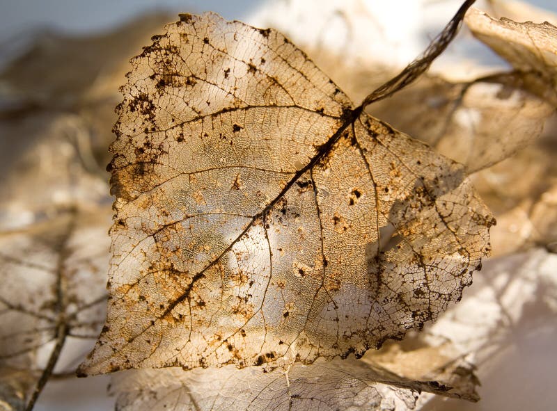 Dry leaf stock image. Image of nature, detail, pattern - 8921839