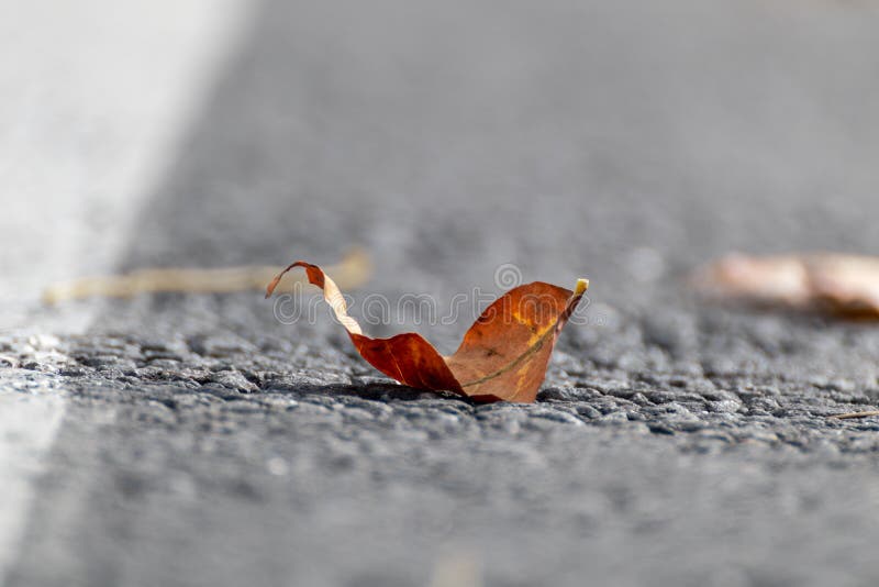 Dry Leaf on Asphalt Road with Blurred Background Stock Photo - Image of ...