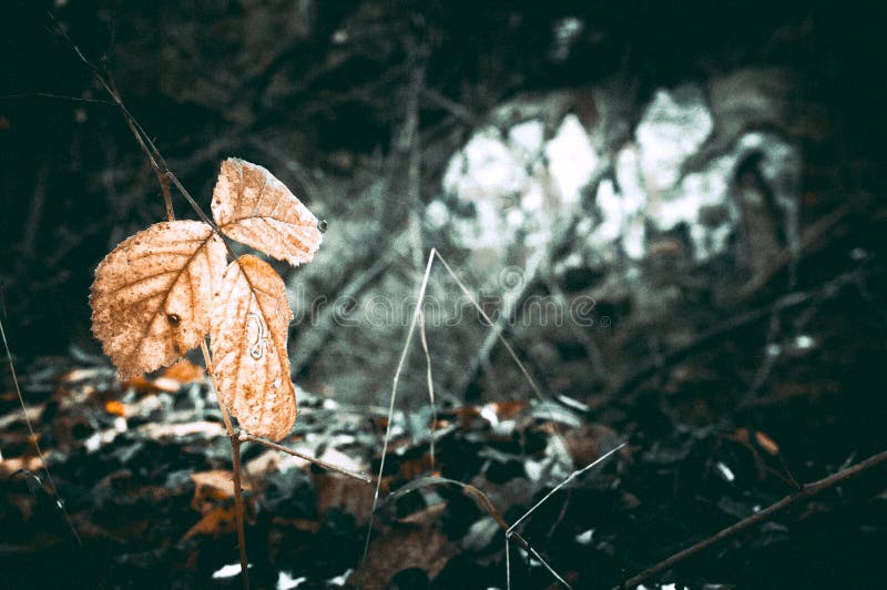 A Dry Leaf in an Autumn Landscape Stock Image - Image of paisajes ...