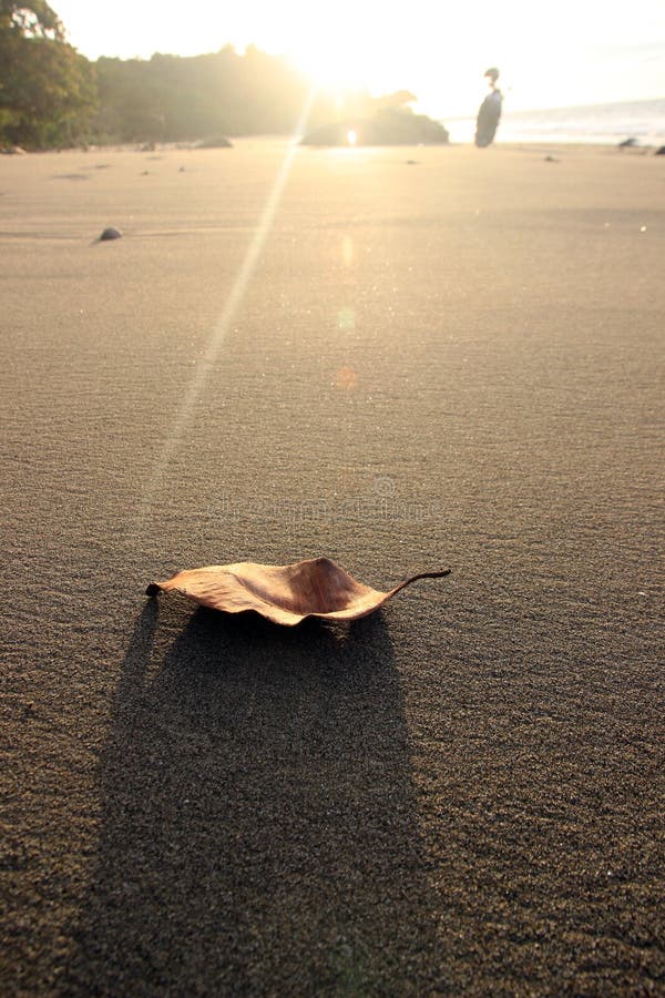 Dry leaf on the beach stock image. Image of wood, sunlight - 255645887