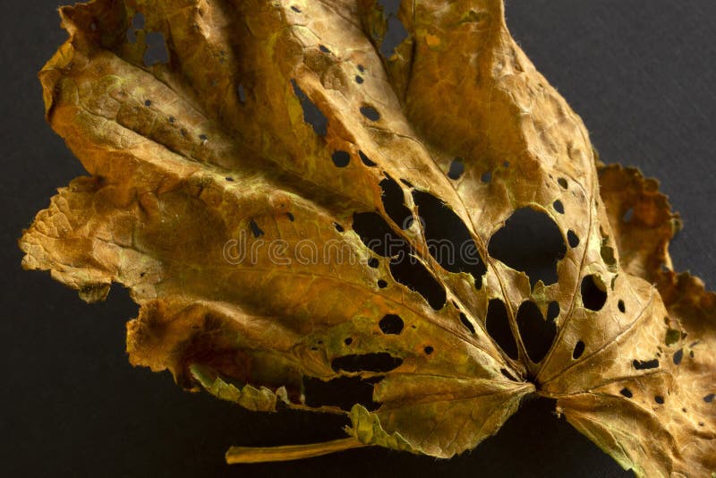 Dry leaf stock photo. Image of dried, ecosystem, decoration - 191306724