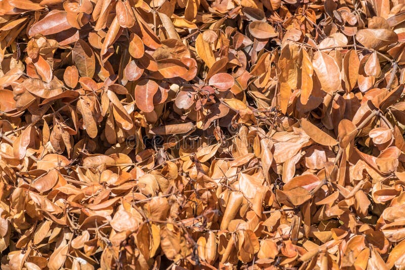 Dry leaf brown color stock image. Image of summer, garden - 80741621