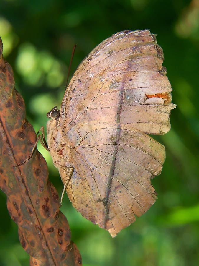 Dry leaf butterfly stock photo. Image of mimic, insect - 117872