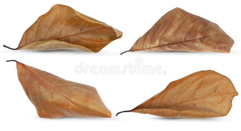 Dry Leaf or Dead Leaf Isolated on White Background Stock Photo - Image ...