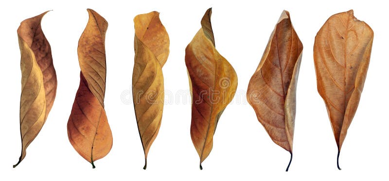 Dry Leaf or Dead Leaf Isolated on White Background Stock Photo - Image ...