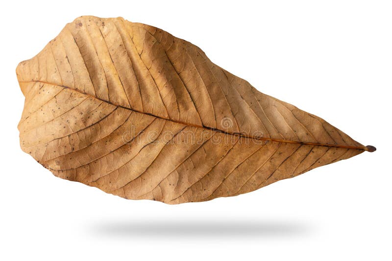 Dry Leaf, Dead Leaf, Disease Leaf Stock Photo - Image of leaf, leaves ...