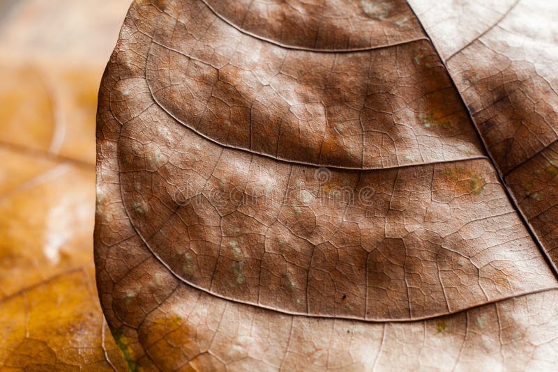 Dry leaf stock image. Image of detail, abstract, object - 98059251