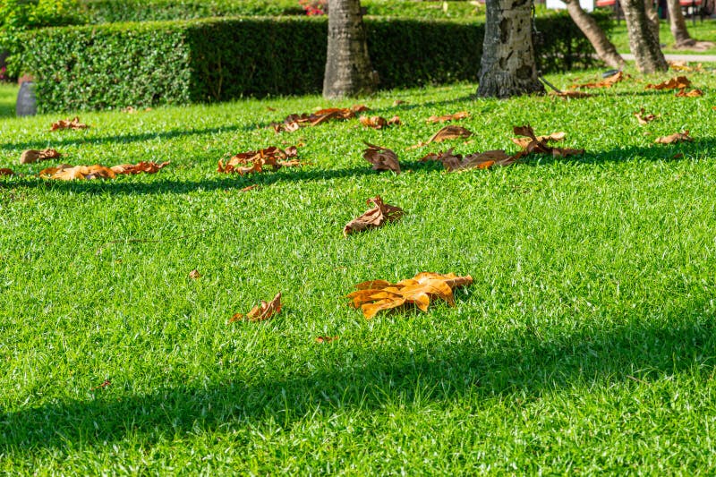 Dry Leaf Fall on the Green Grass Stock Photo - Image of park, nature ...