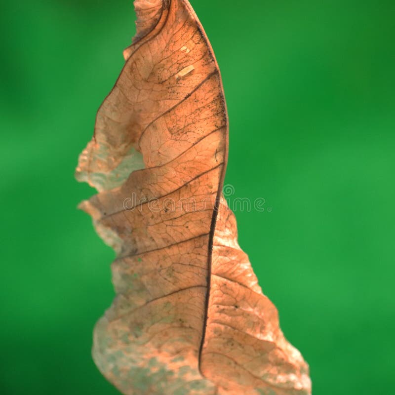 Dry Leaf Falling from the Tree Creating a Nice Texture Stock Photo ...