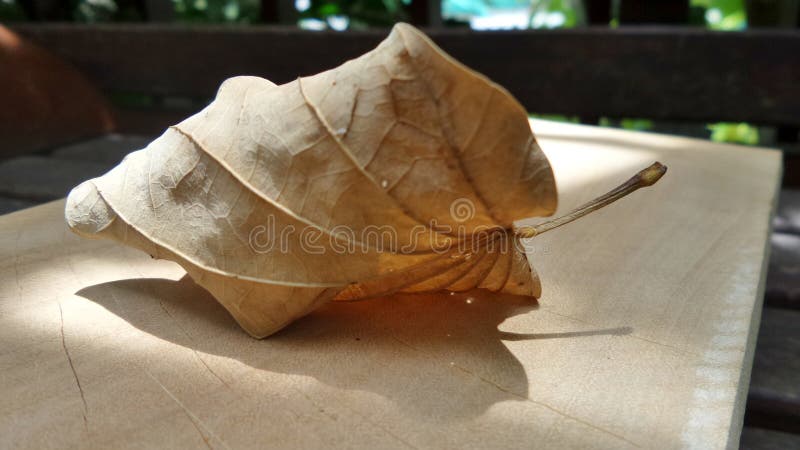 Dry Leaf Falling on Wooden Floor Stock Photo - Image of falling, leaf ...